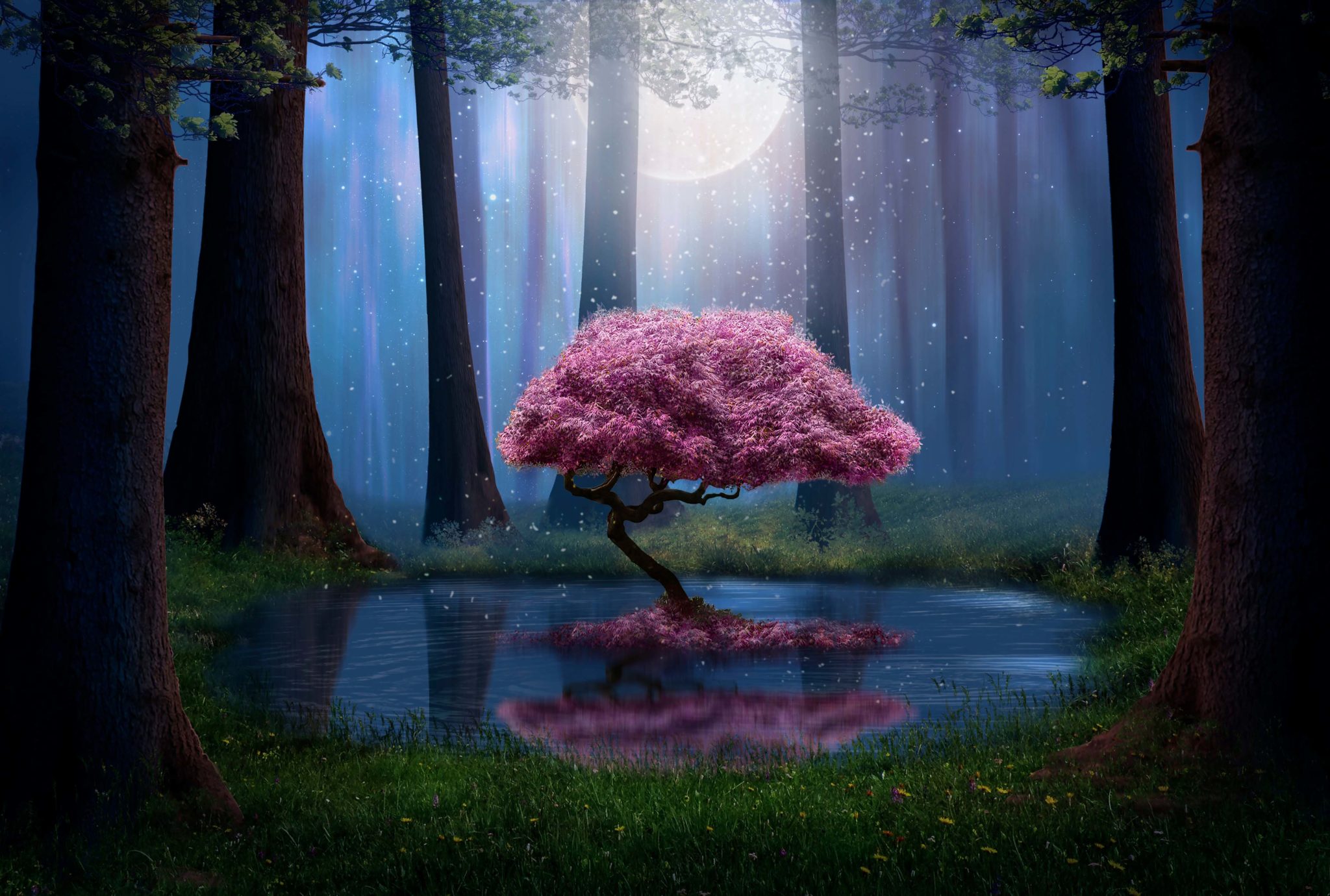 FUN06 Enchanted Night Forest – Studio Backdrops